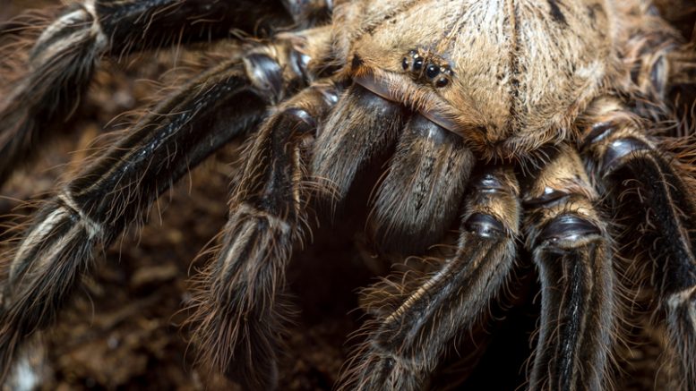 Colorado’s Tarantulas Are Migrating and Looking for Love
