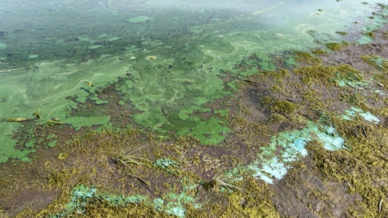 Toxic Blue Algae Discovered at DeWeese Reservoir