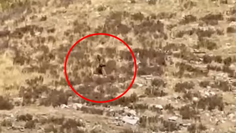 Was Bigfoot Captured on Video Outside of Durango?