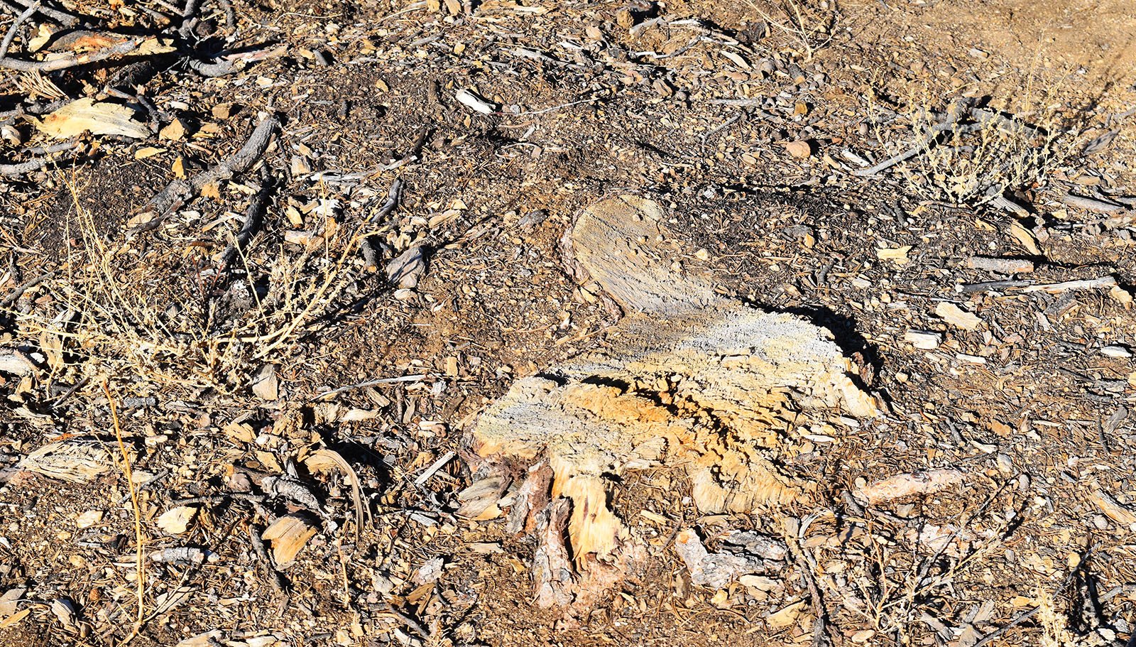 New report indicates wildfire mitigation projects could worsen wildfire ...