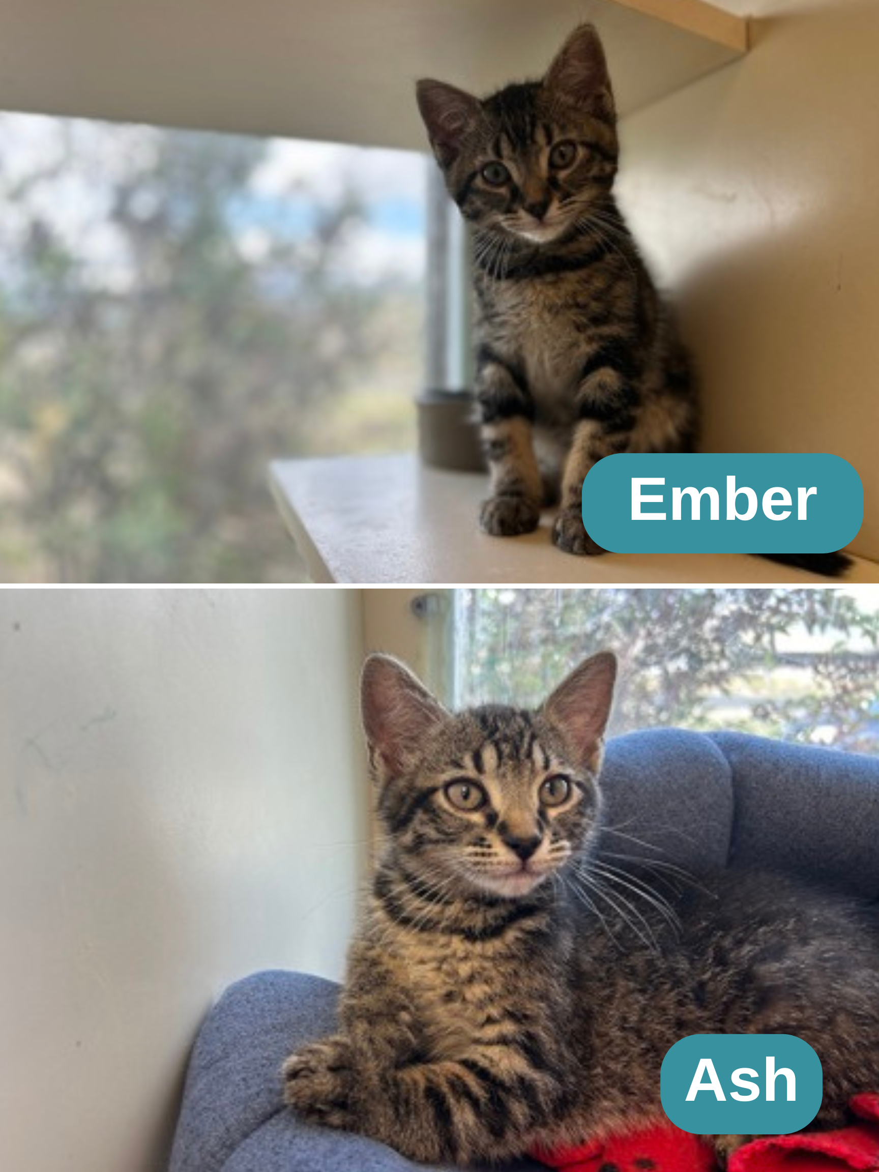 Ash & Ember – Pets of the Week | Heart of the Rockies Radio