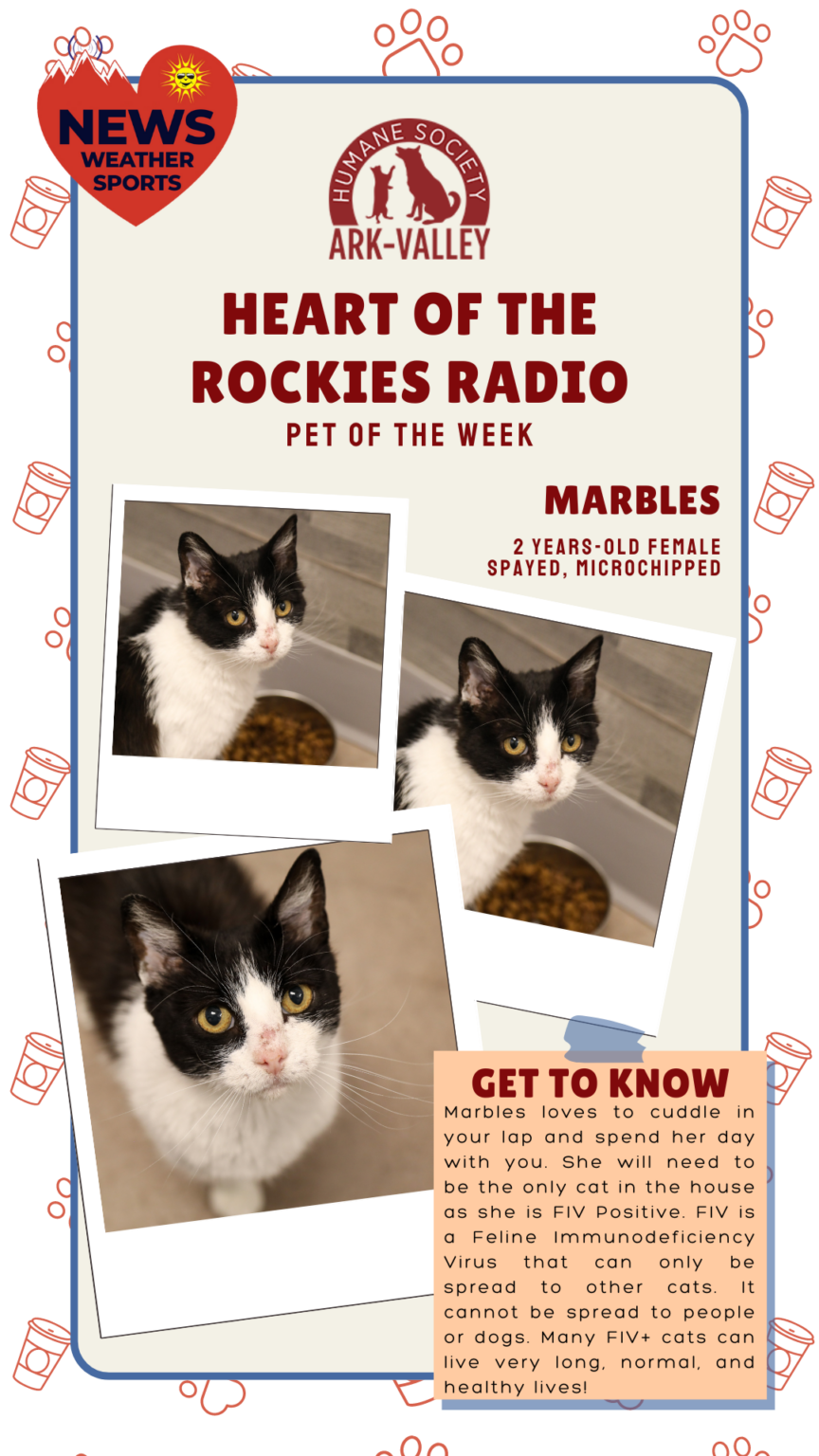 Meet Marbles – Heart of the Rockies Radio Pet of the Week! | Heart of ...