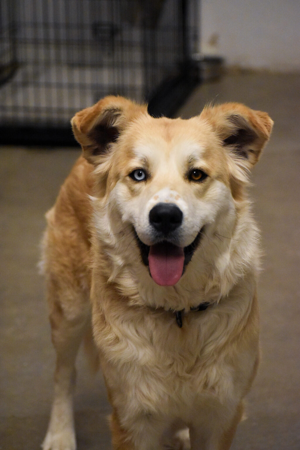Meet Trinity Anne – Heart of the Rockies Radio Pet of the Week | Heart ...