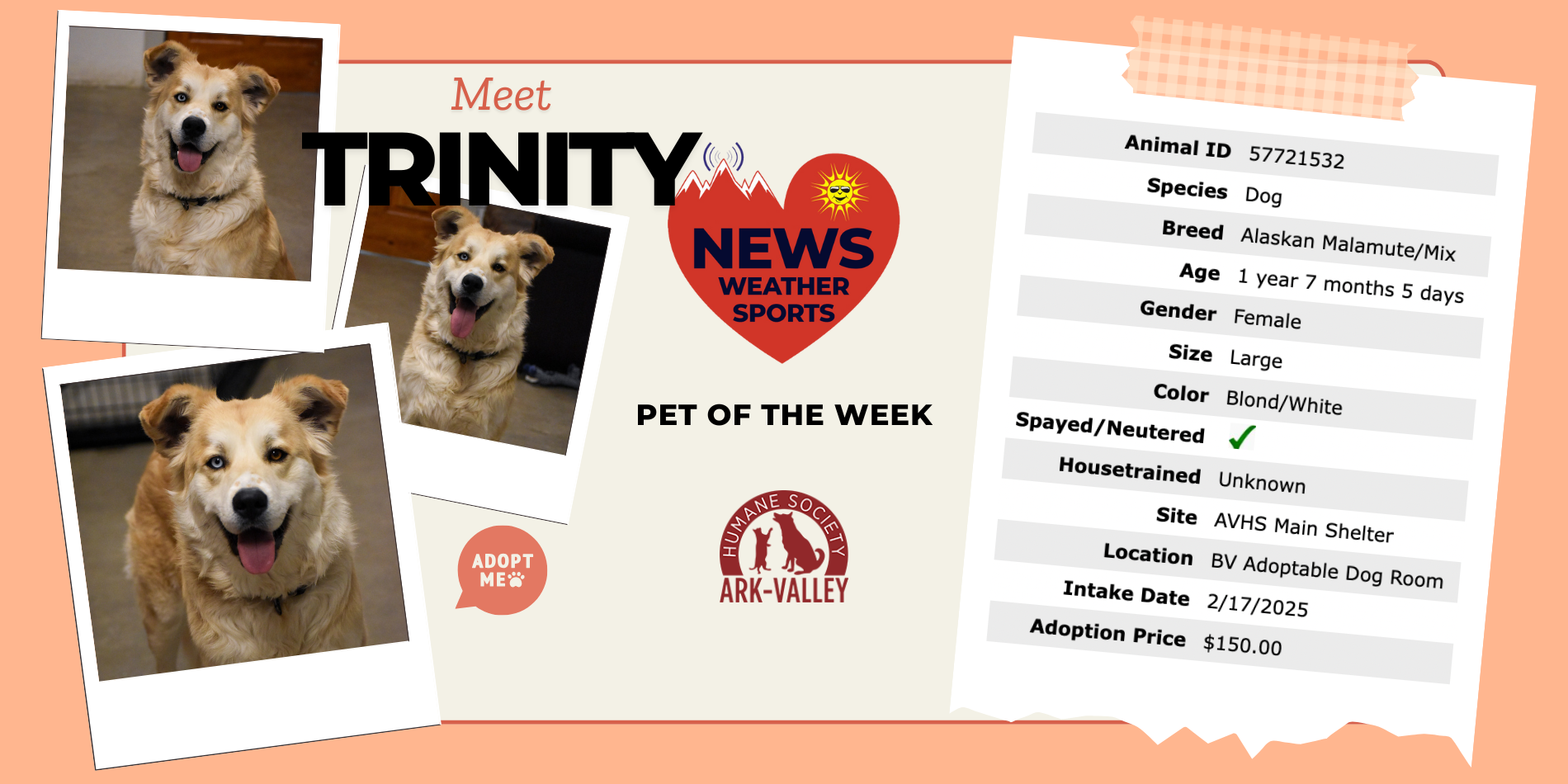 Meet Trinity Anne – Heart of the Rockies Radio Pet of the Week | Heart ...
